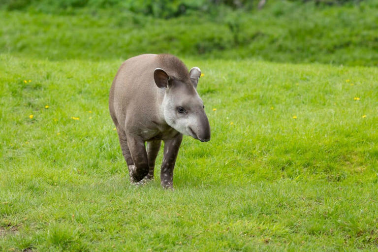 They Thought It Was Gone Forever—The South American Tapir Reappeared