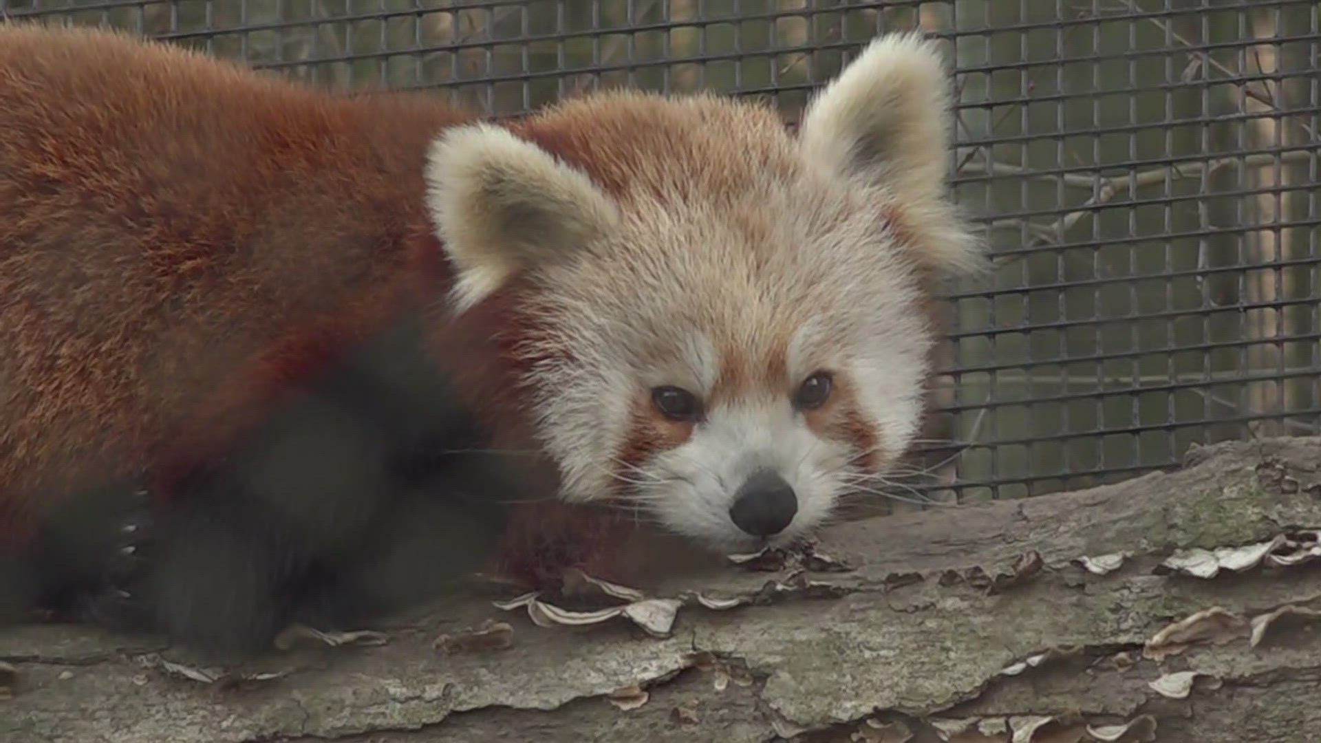 Zoo Knoxville offers job opportunities