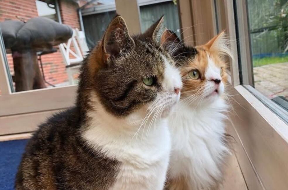 Monty y Molly: dos gatos unidos por una condición especial y una gran ...