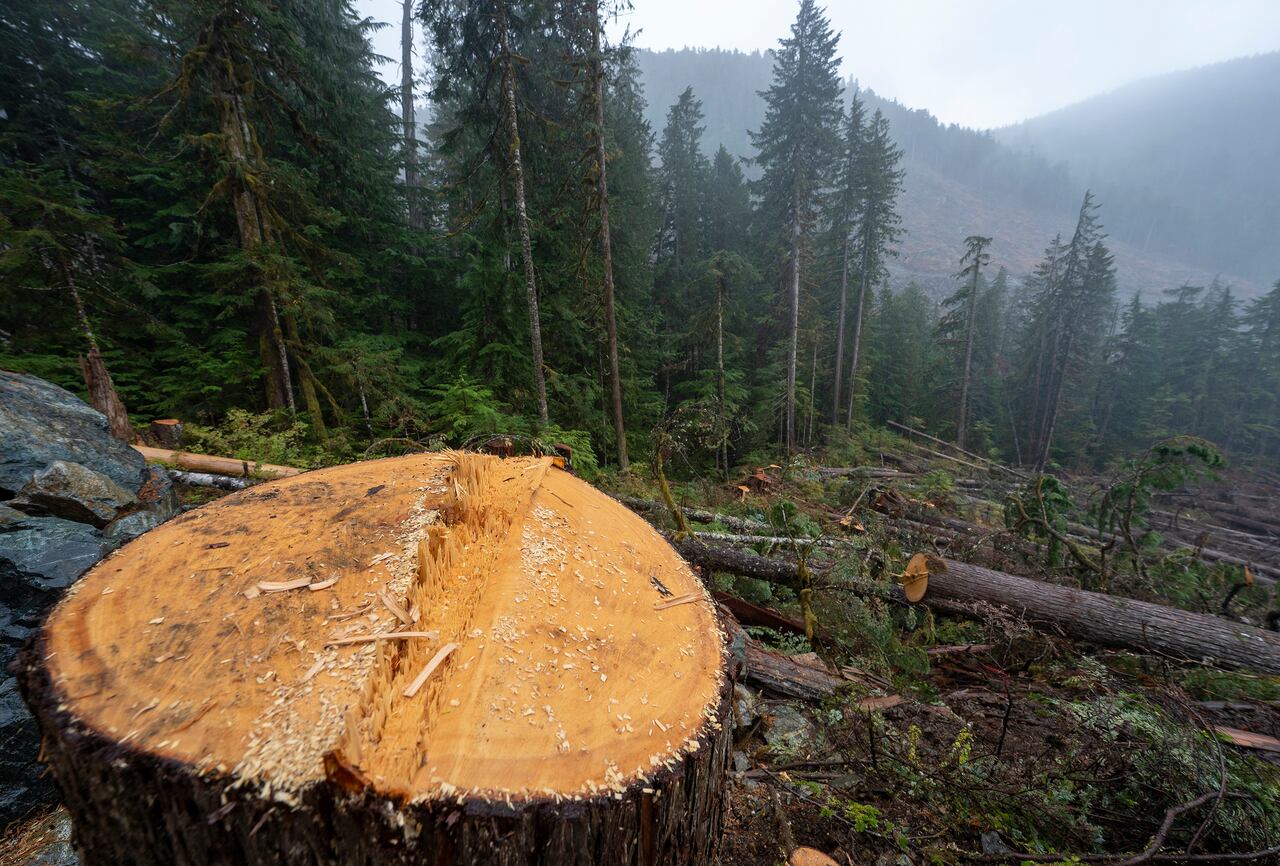 B.C. extends deferral of old growth logging in Vancouver Island's Fairy ...