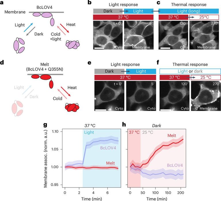 Temperature-sensitive protein module can guide cell activity remotely