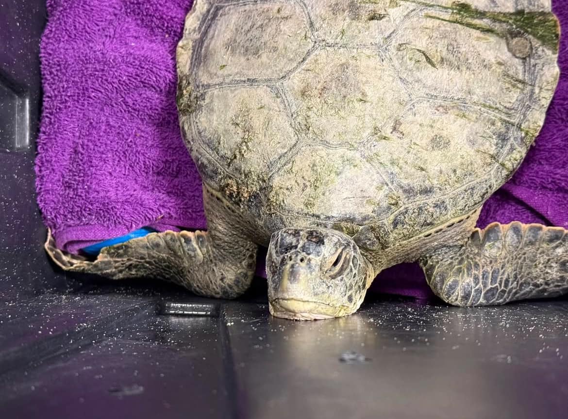 Doctors at Sea Turtle Hospital at UF Whitney Lab saw highest influx of ...