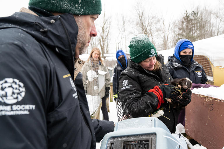 ‘Terror and pain was palpable;’ Hundreds of animals rescued from Ohio ...