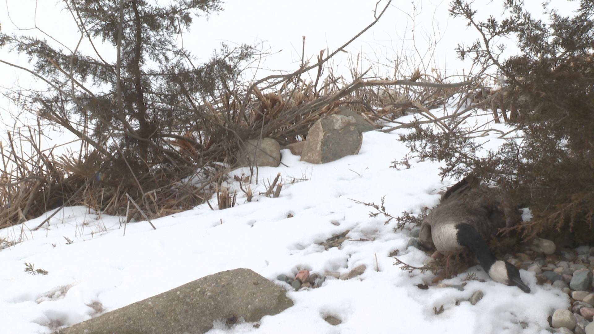 Michigan DNR suspects Bird Flu as the cause of dead geese