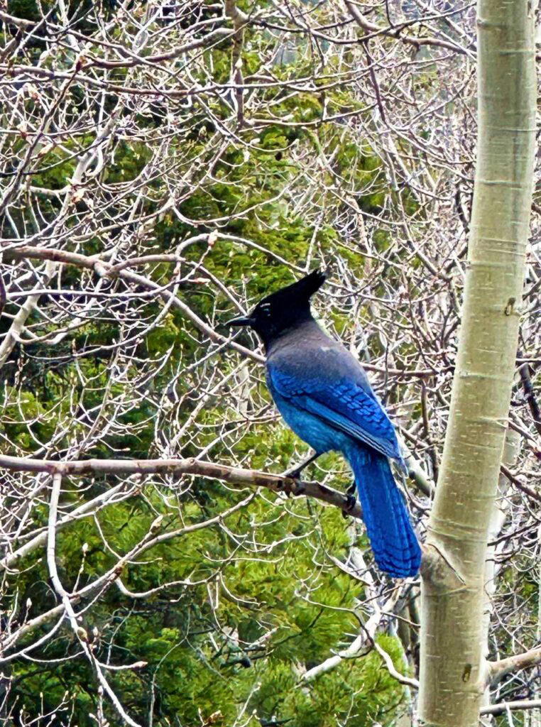 Scenic Drives and More in Rocky Mountain National Park
