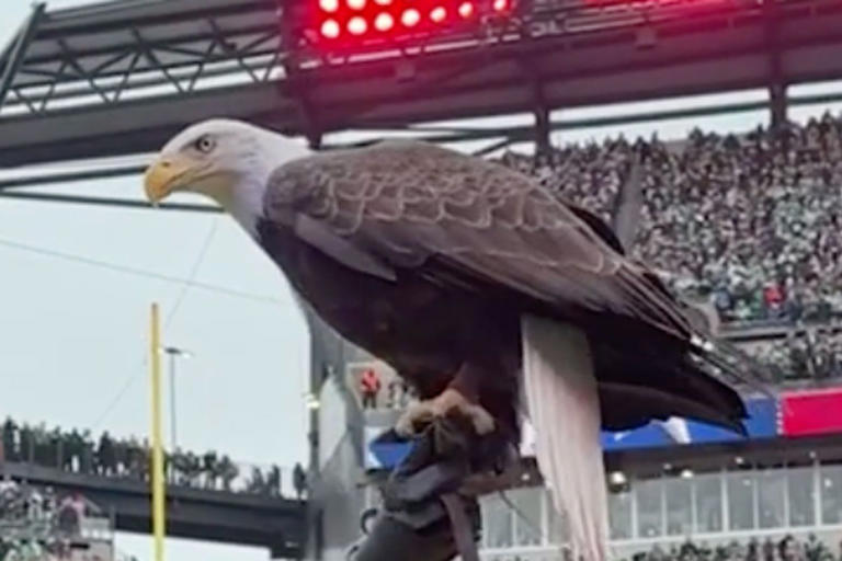 Lincoln the Bald Eagle Is the Lucky Flier Who Gets a Bird's-Eye View to ...