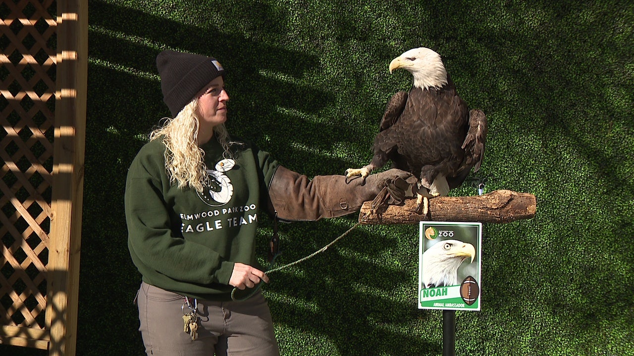 Meet the real live Eagles mascot during Super Bowl pep rally at Elmwood ...