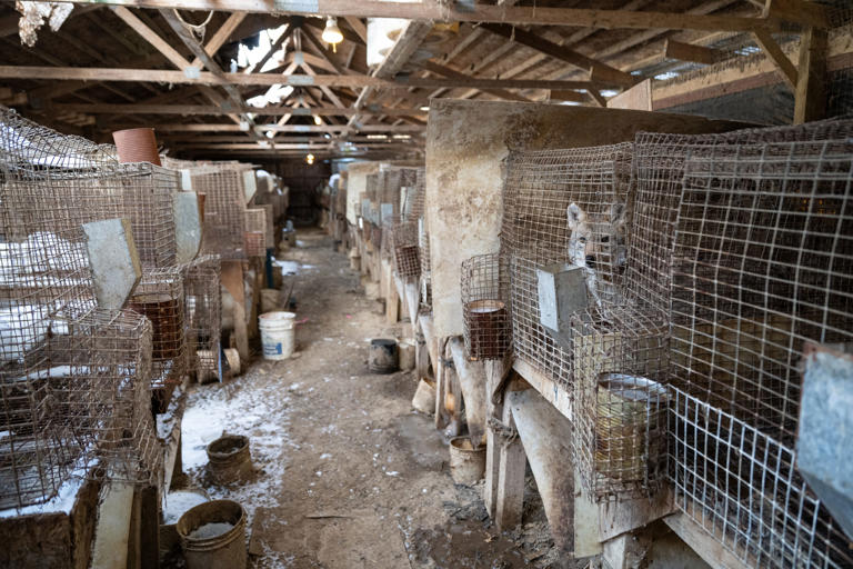 ‘Terror and pain was palpable;’ Hundreds of animals rescued from Ohio ...