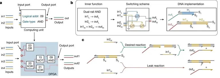 DNA-based supercomputer can run 100 billion parallel programs
