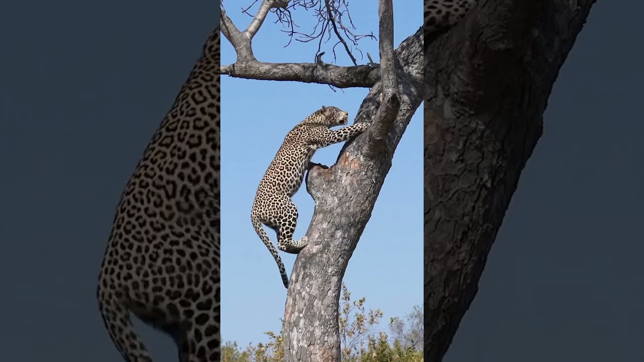 Mesmerizing Leopard’s Tree-Climbing Skills You Have to See