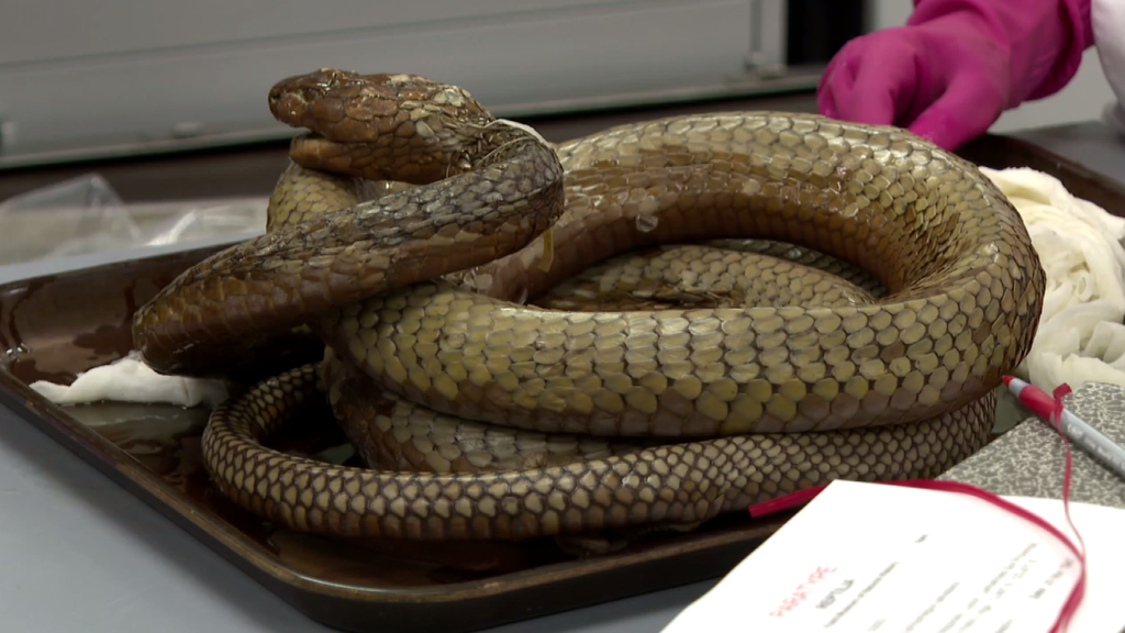 Chicago's Field Museum snake collection helps determine king cobras ...