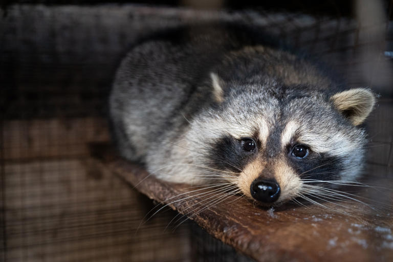 ‘Terror and pain was palpable;’ Hundreds of animals rescued from Ohio ...