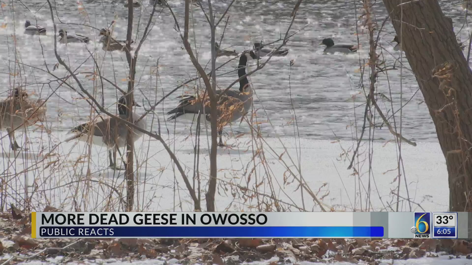 More dead geese in Owosso