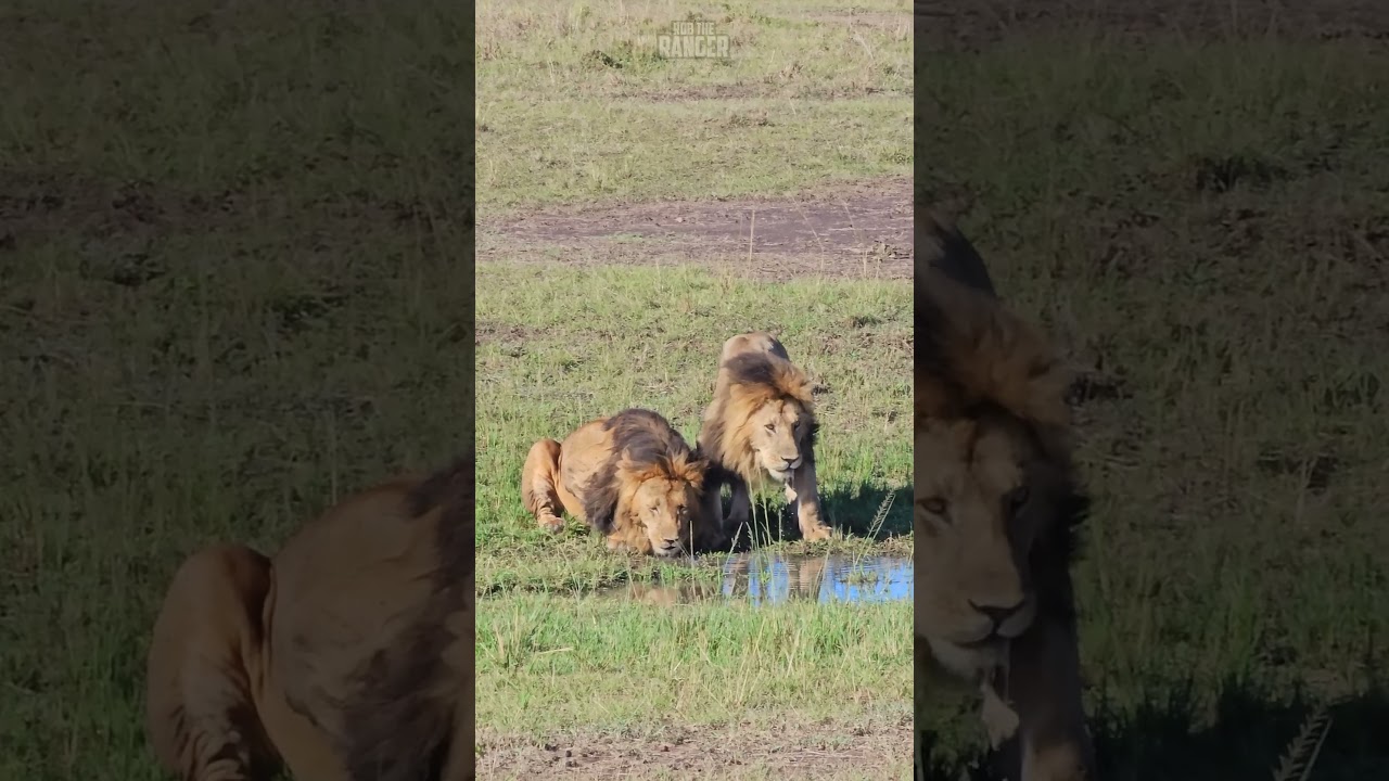 Oasis in the Savanna: What Drives a King to Quench His Thirst?