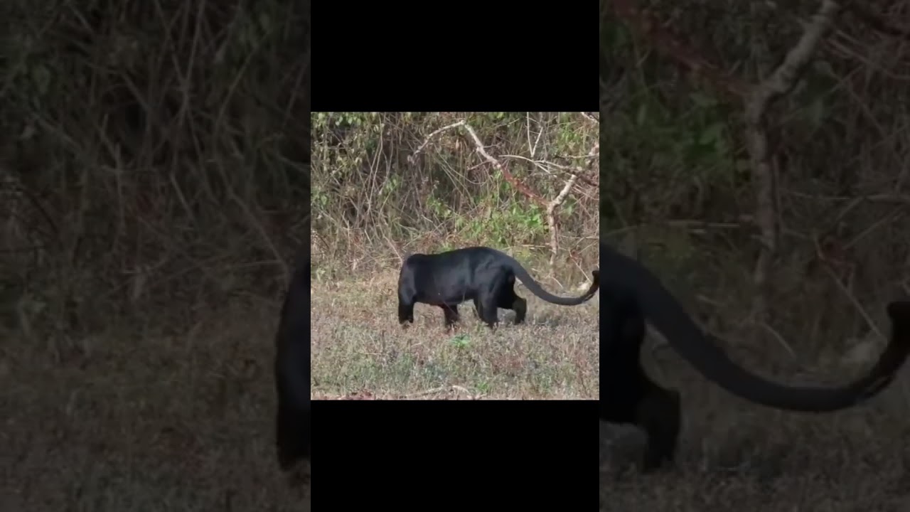 Stunning Black Leopard Crosses Road in Majestic Scene