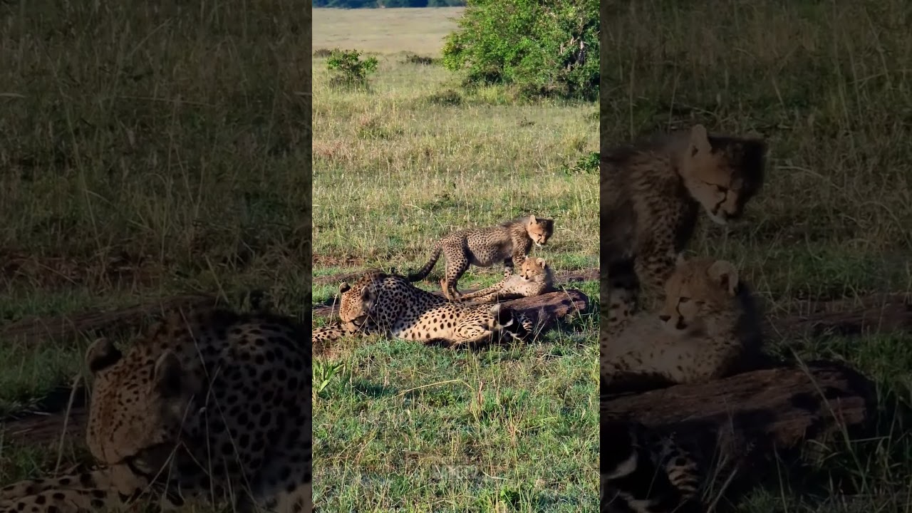 Cheetah cubs play together in lively open wildlife scene