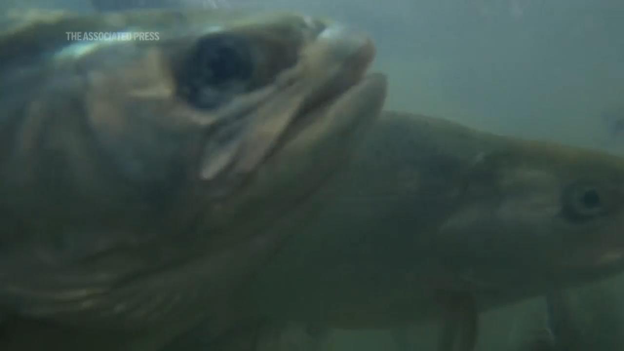 A food bank netted a huge haul of 13,000 fresh salmon. The catch? The ...