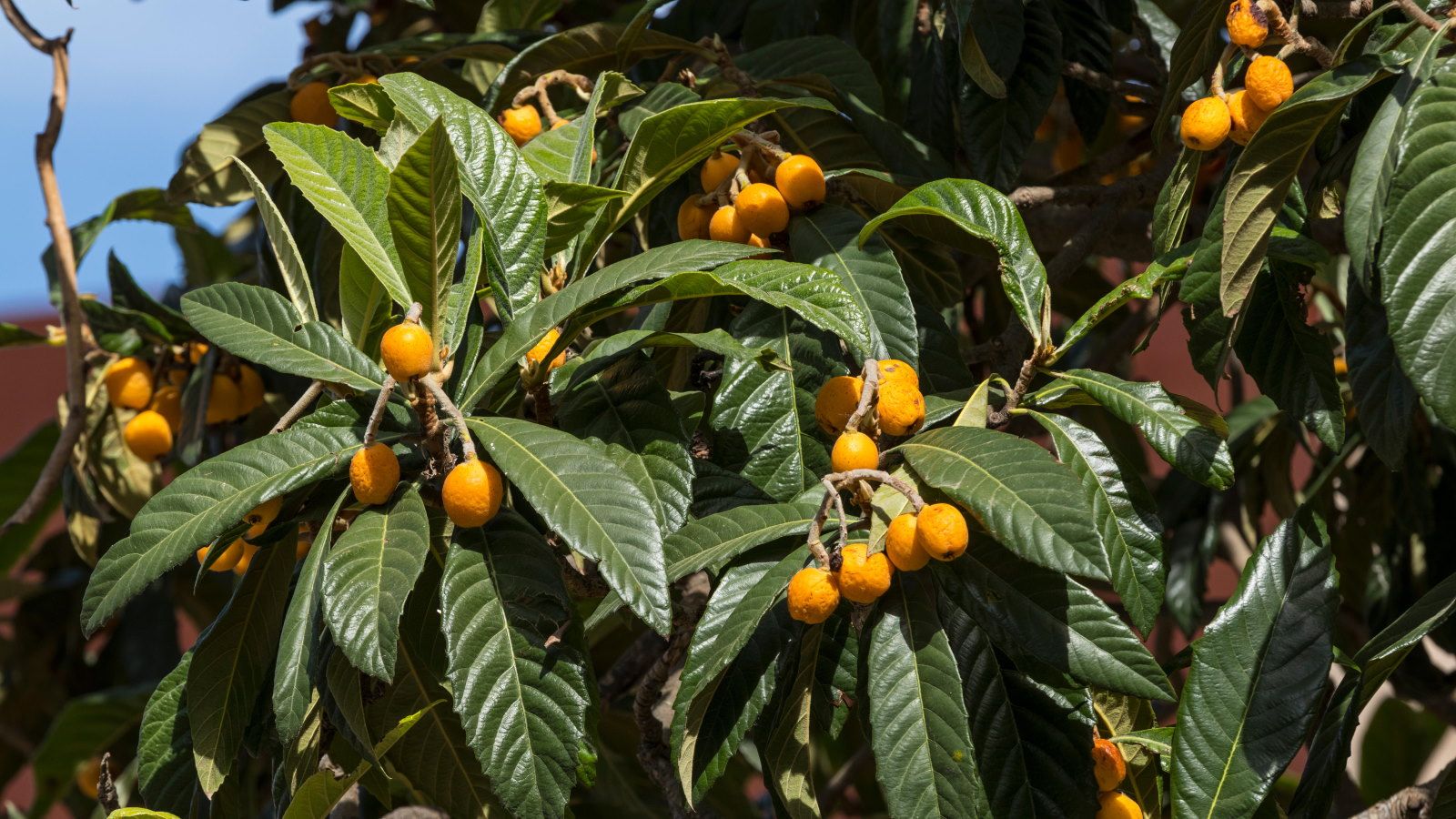 How to grow a loquat tree to bring sweetness and prosperity – with ...