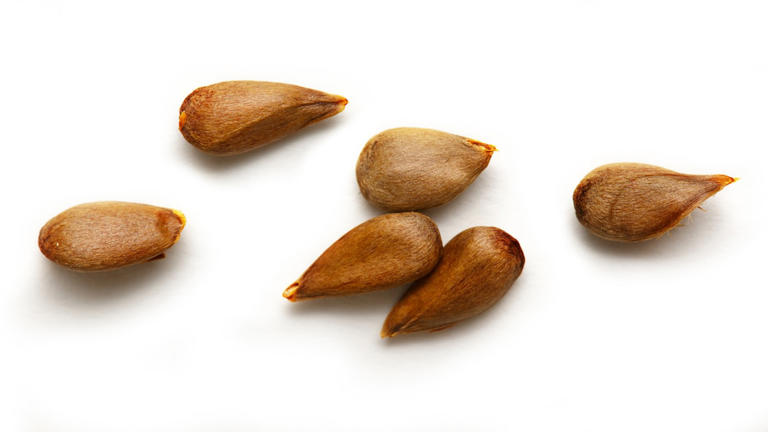 Nicht alles am Apfel ist genießbar: Diese Teile sollten Sie meiden