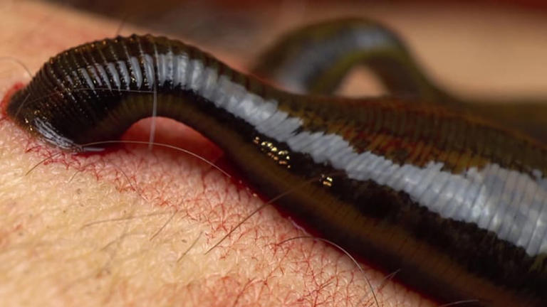 Monstrum jako z hororu: Podívejte se, jak obří pijavice s deseti očima ...