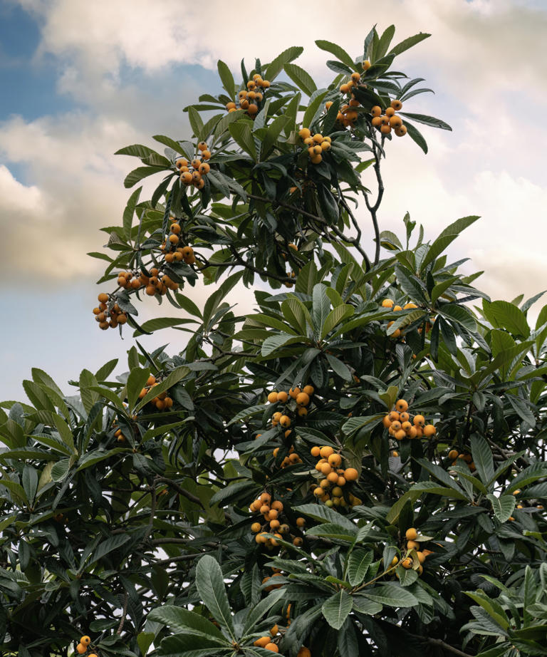 How and when to prune a loquat tree for a bumper harvest of sweet fruits