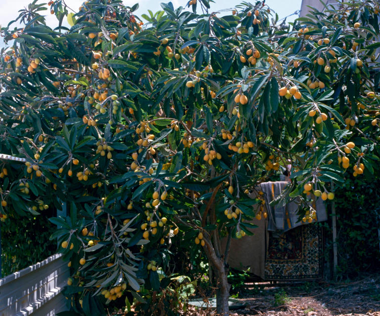 How to grow a loquat tree to bring sweetness and prosperity – with ...