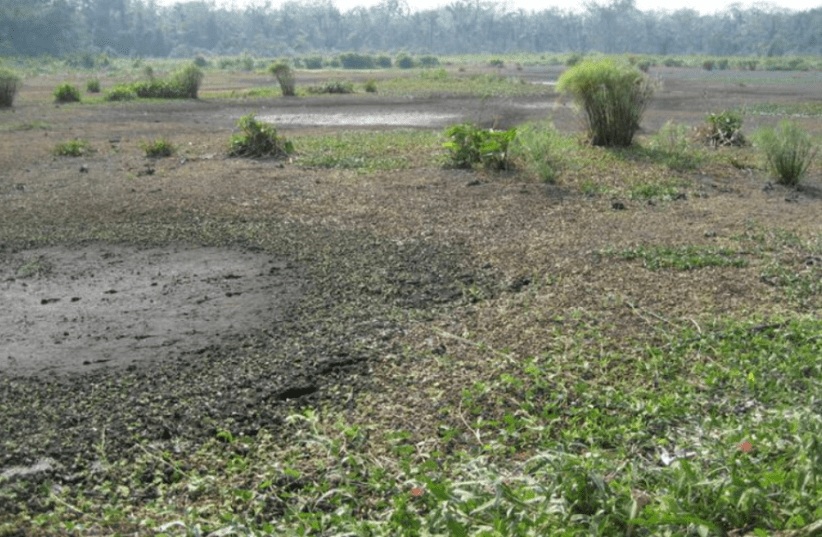Ancient Casarabe people transformed Amazon savannas into year-round ...