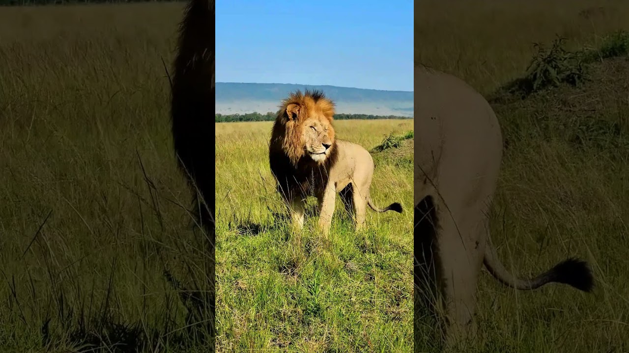 One-Eyed Lion: Resilience And Survival In The African Wild