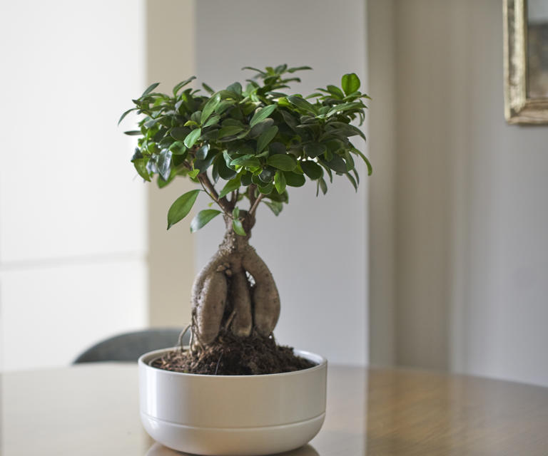 Where to place a bonsai tree to bring balance and abundance to your home