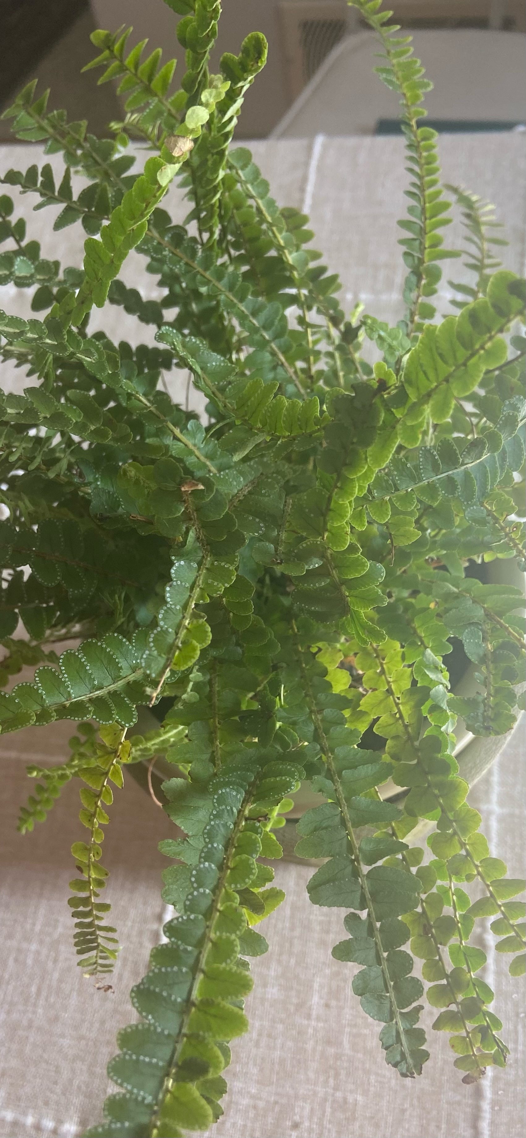 Over the Garden Fence: Lemon Button, a small but welcome fern in the ...