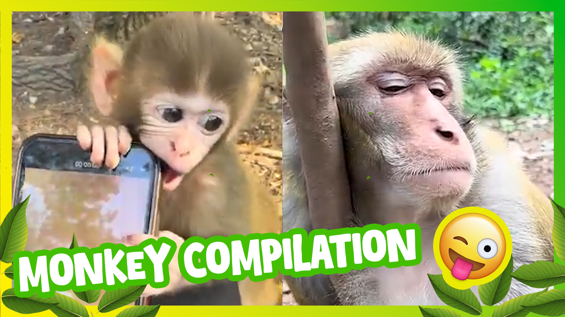 Grappige Apen Compilation | Hilarische Streken en Onvergetelijke Momenten