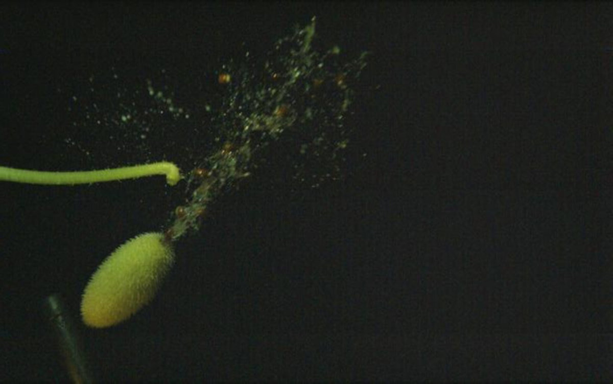 The squirting cucumber that’s been explosively launching seeds since ...