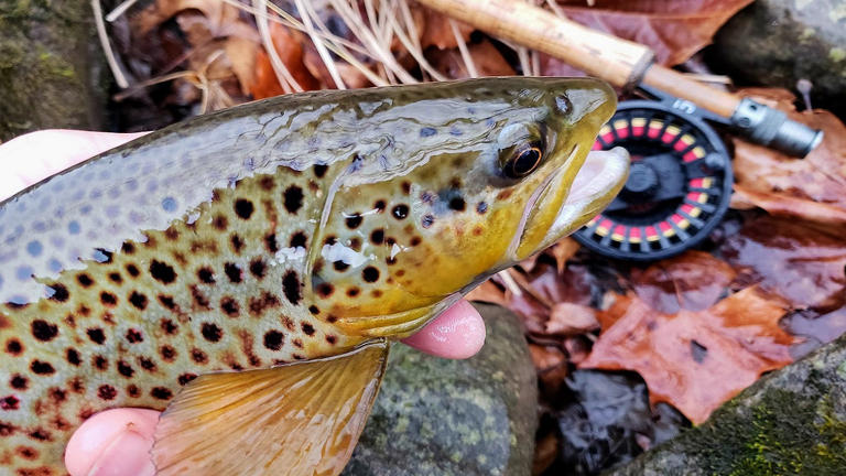 Maryland Fishing Report – Midwinter 2025