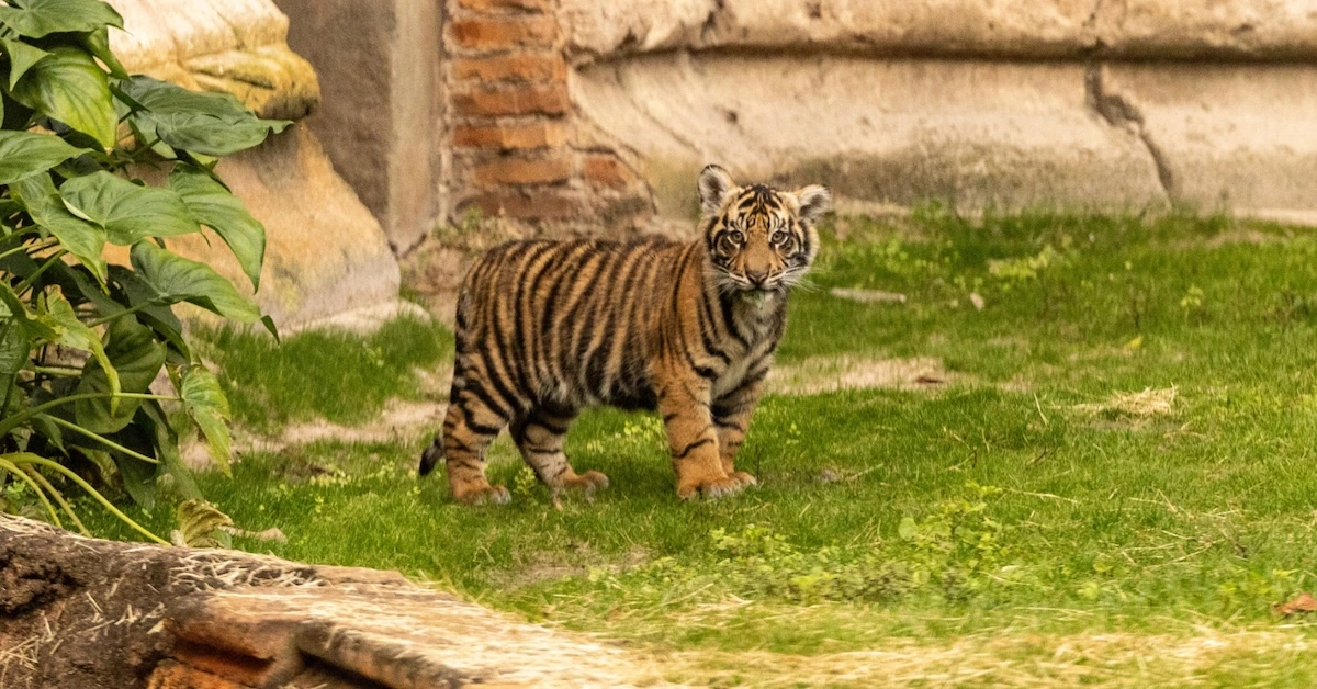 I Experienced a Disney World First: Watching a Baby Tiger Make Its ...