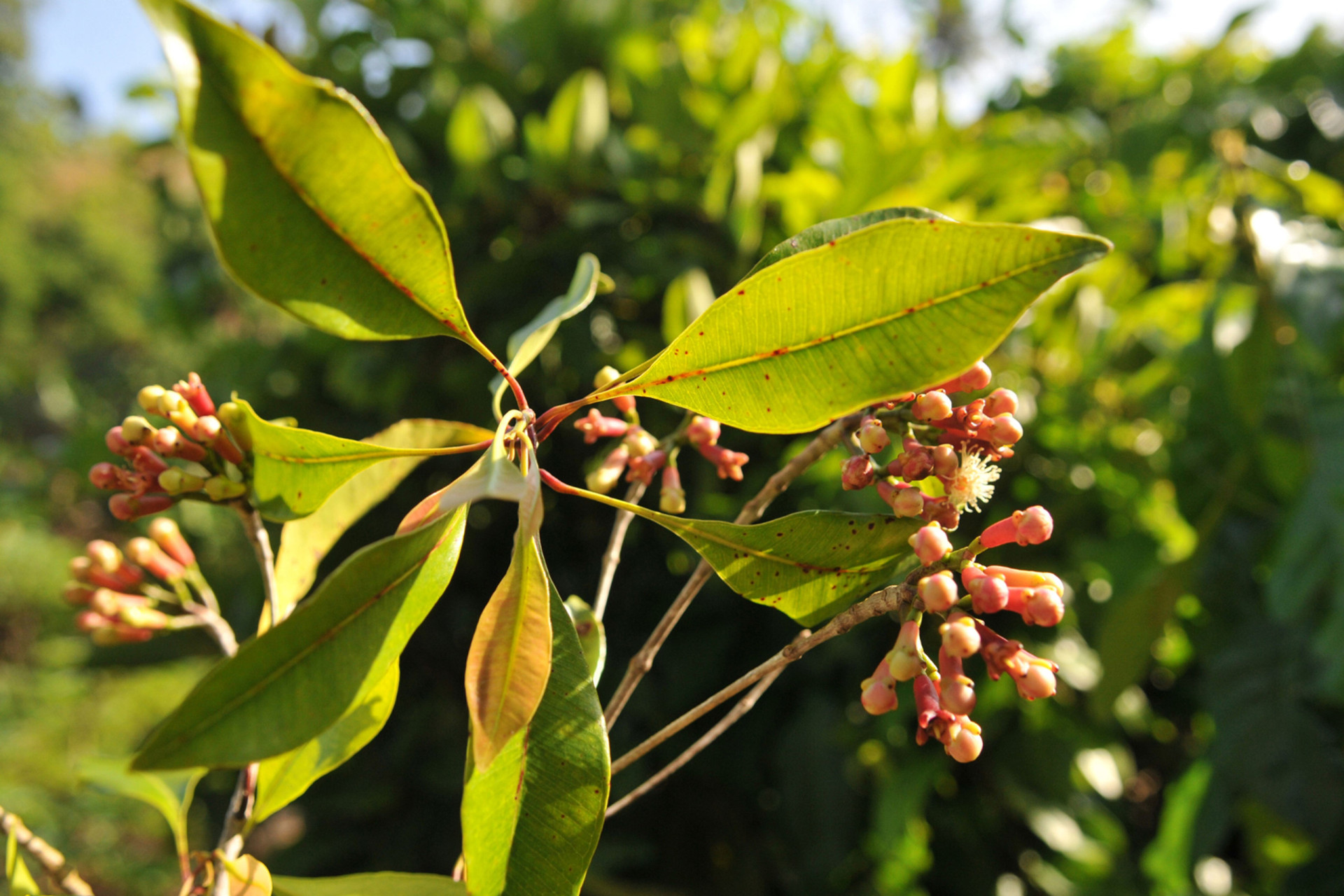 Medicinal plants that can transform your health