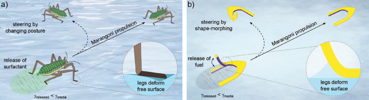 Inspired by water bugs, researchers create tiny swimming robots for medical, environmental uses