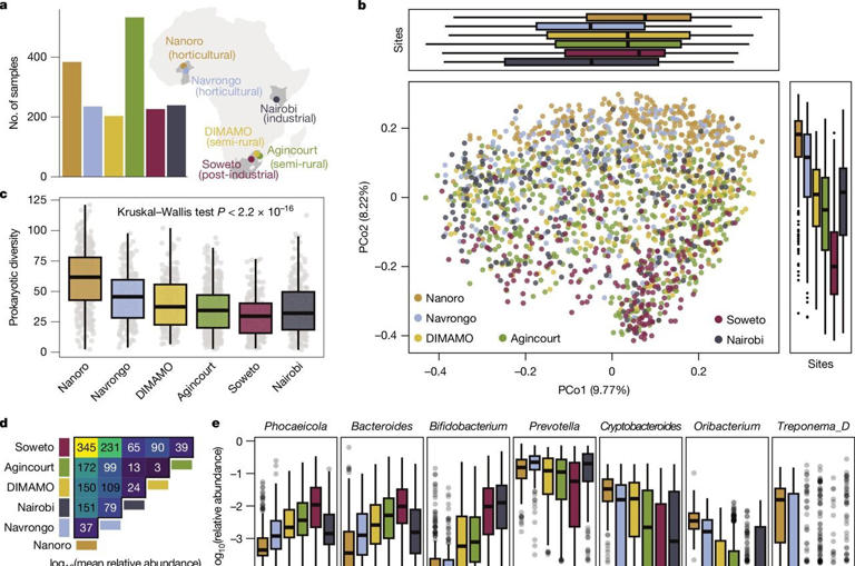 Africa's largest human microbiome study sheds light on gut diversity ...