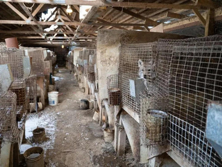 'Daunting and disturbing' scene greets Humane Society at U.S. fur farm