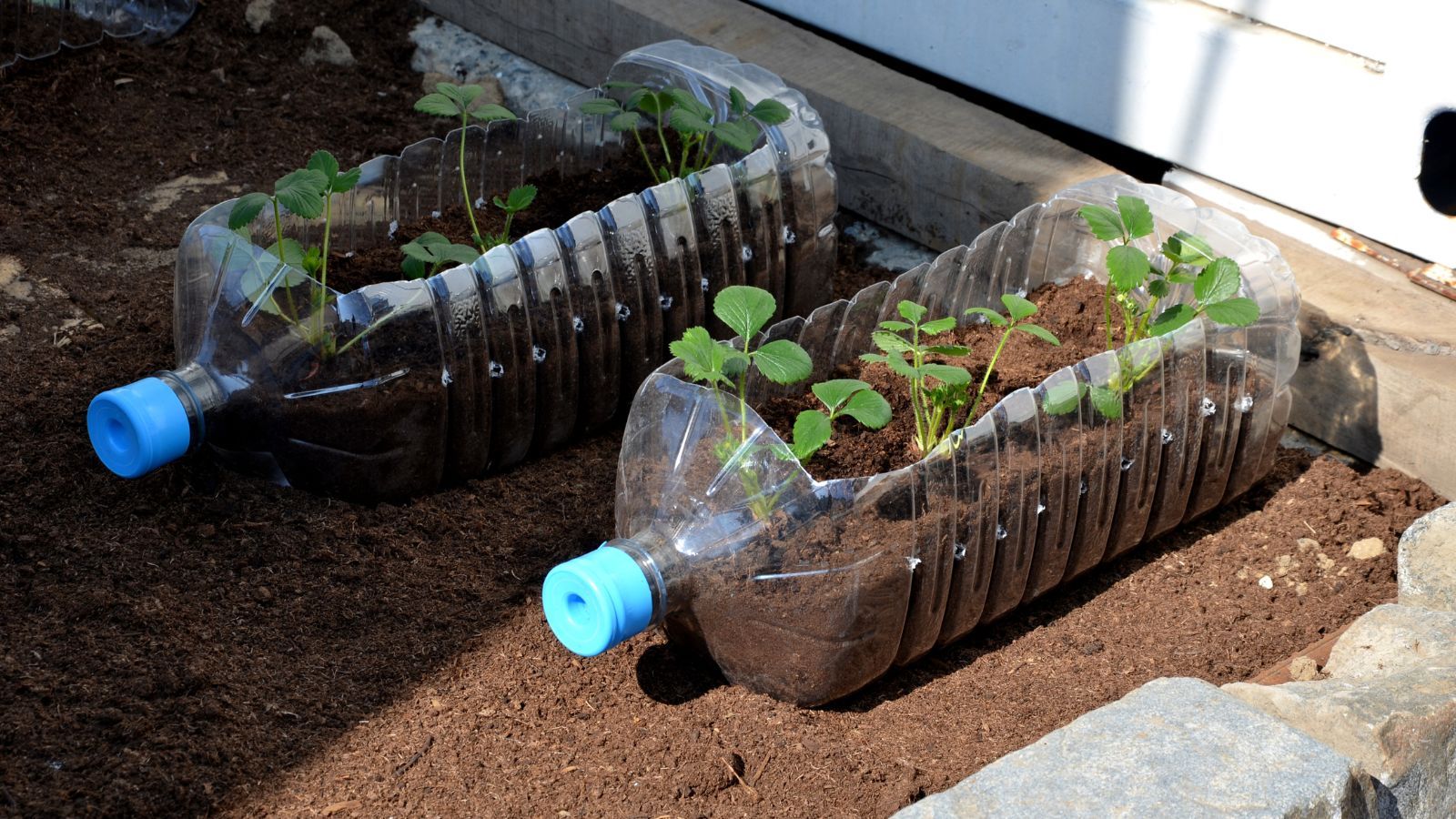 How to reuse plastic bottles in a garden – 7 quick DIY projects that ...
