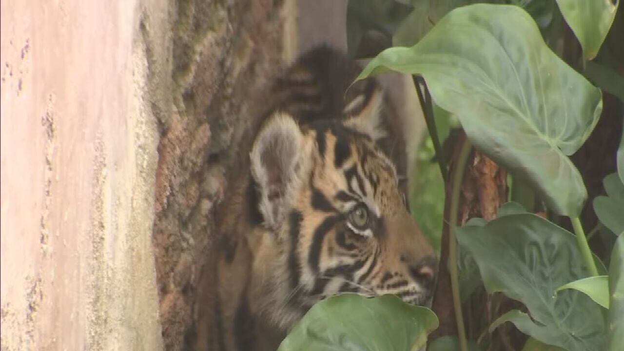 Welcome Bakso: Endangered tiger cub makes debut at Disney’s Animal Kingdom
