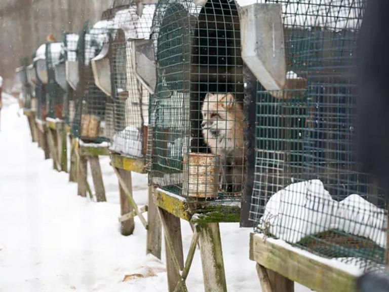 'Daunting and disturbing' scene greets Humane Society at U.S. fur farm