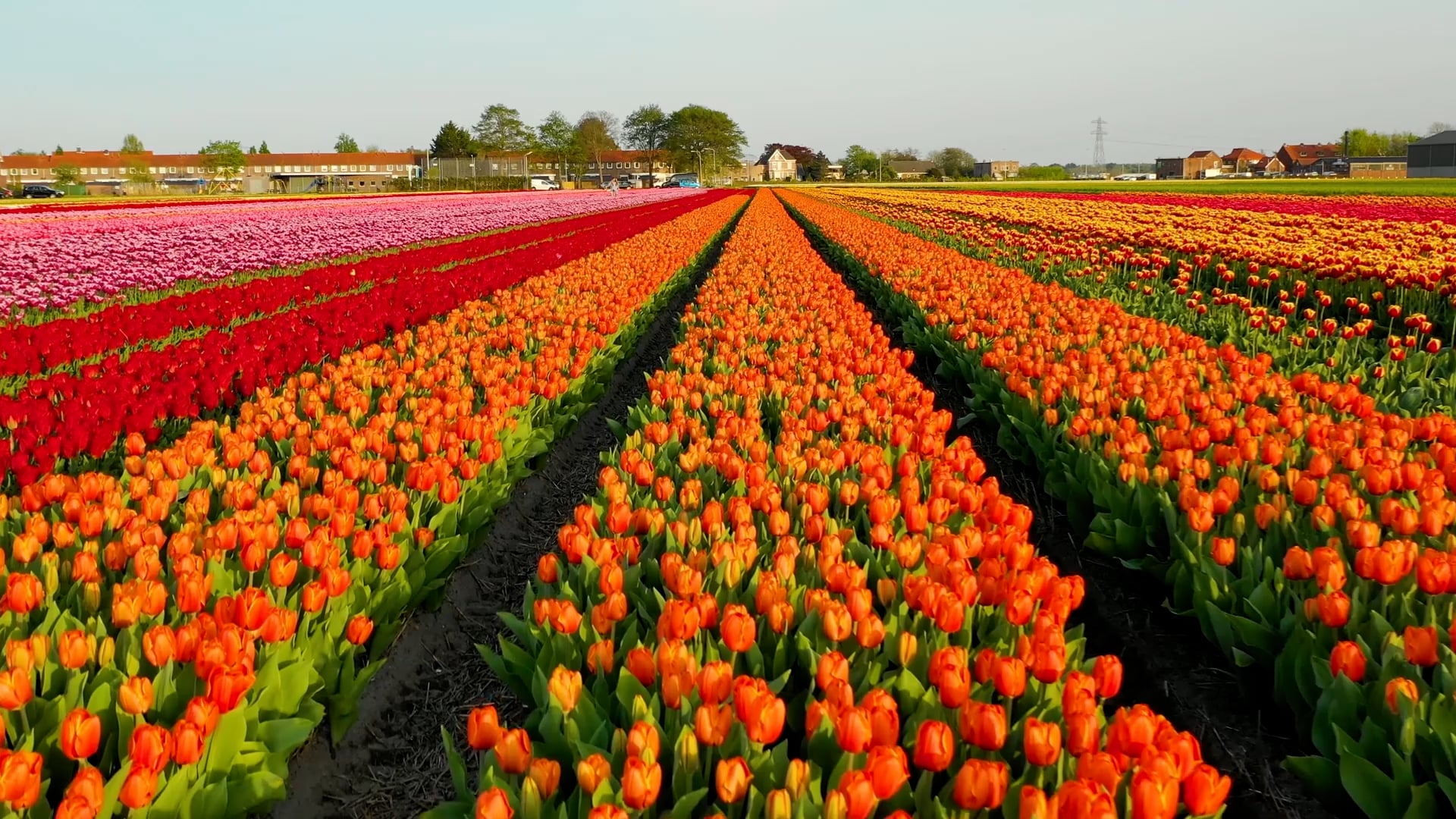 네덜란드의 꽃: 네덜란드 튤립밭의 멋진 드론 뷰