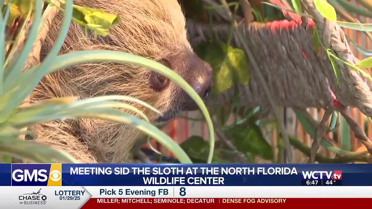 MEET SID: The two-toed sloth at the North Florida Wildlife Center