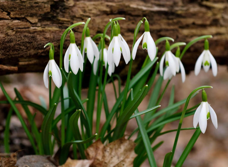 Scottish Snowdrop Walks 2025: Here are 11 of the best places to see the ...
