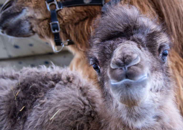 Drome-dairy alternative: Scientists see health benefits in camel milk