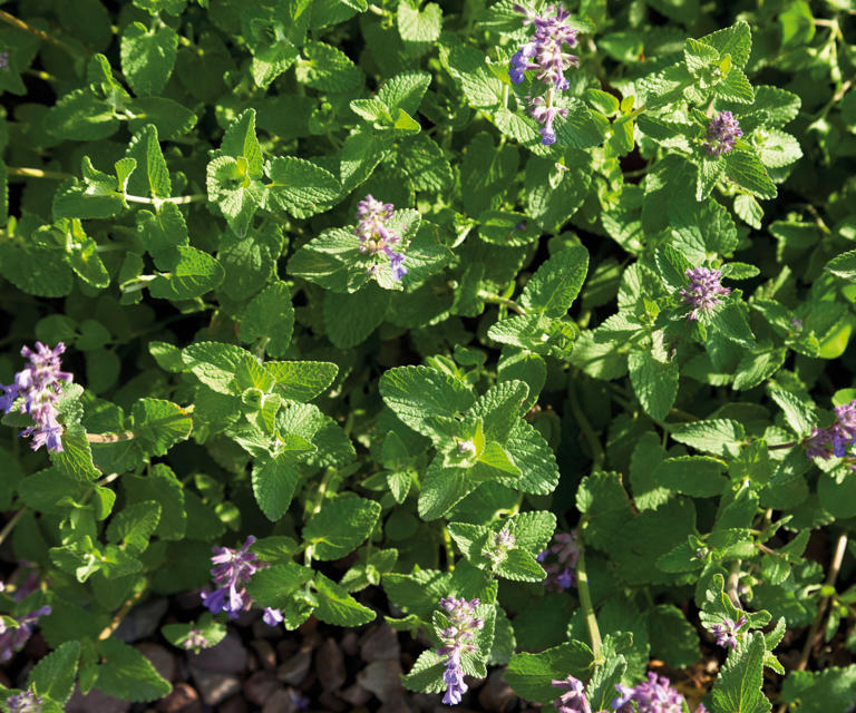 How to grow catmint in pots – experts reveal the secrets to success ...