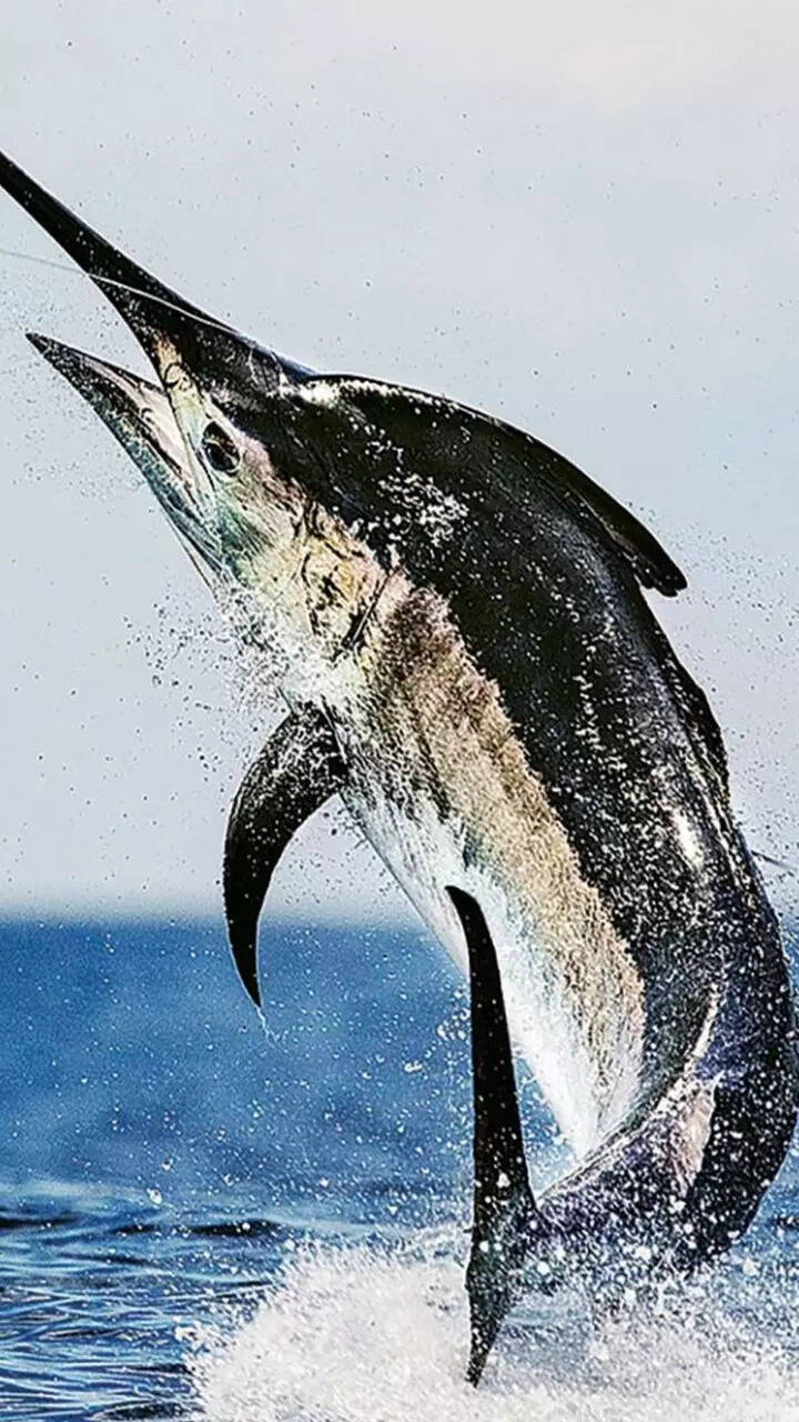 10 fastest animals in the world and where to see them