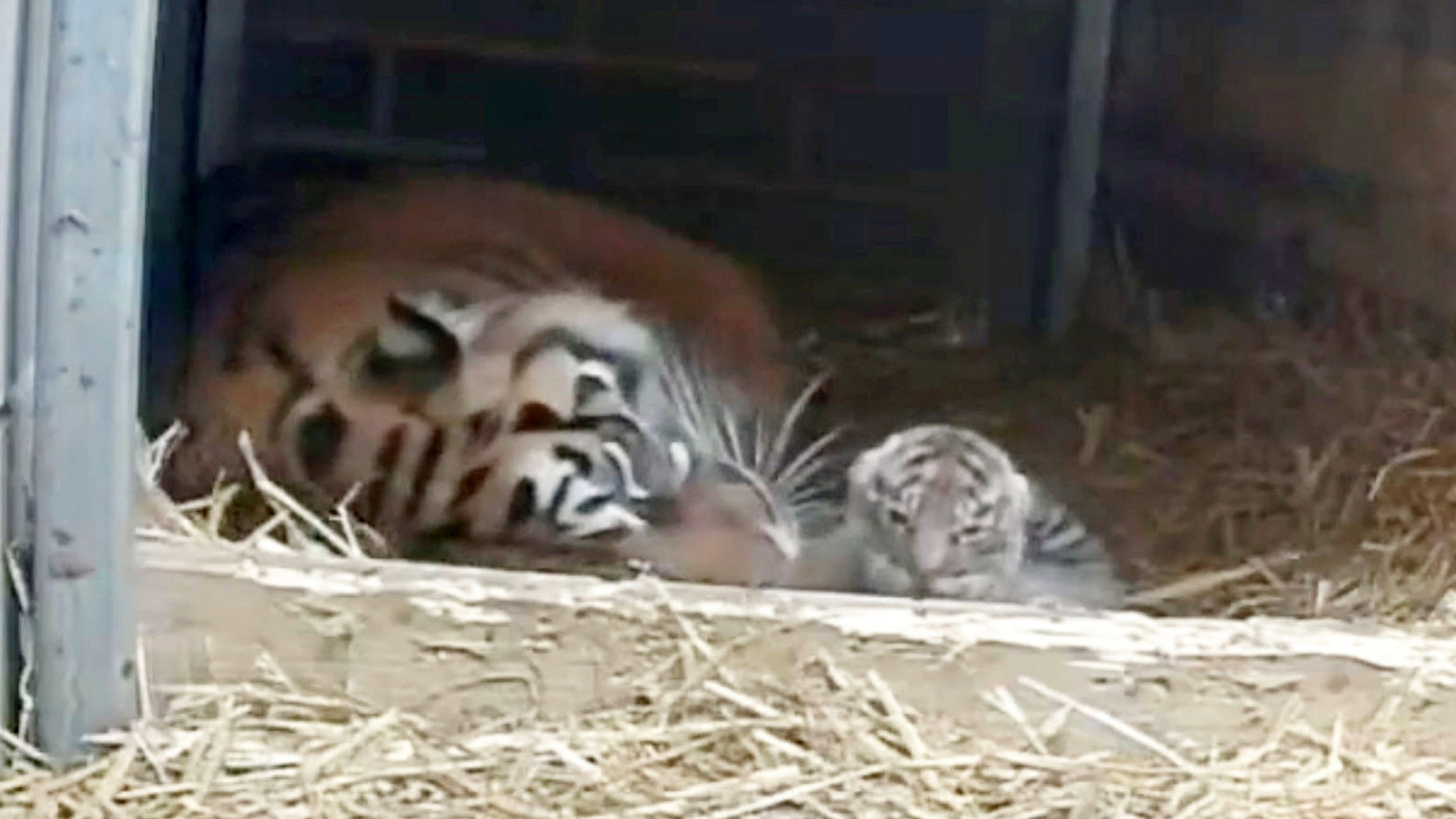 Adorable video shows proud tiger mum cleaning her newborn triplets