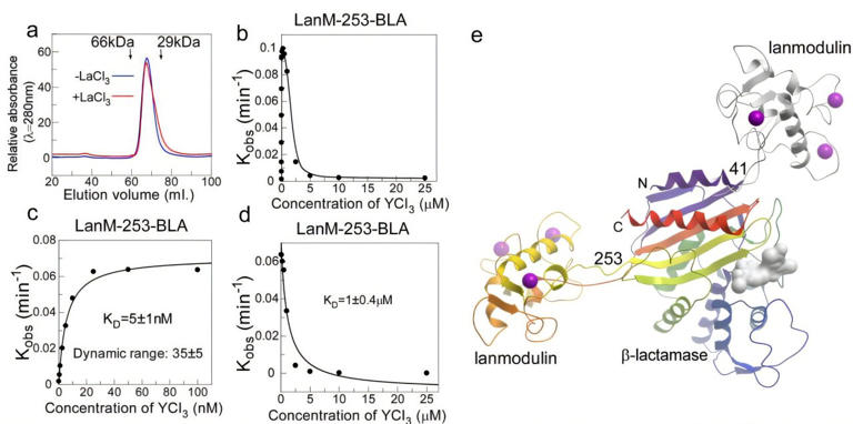 Biosensor can detect rare earth elements for more efficient resource ...