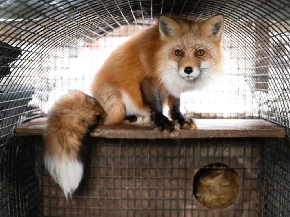 'Daunting and disturbing' scene greets Humane Society at U.S. fur farm